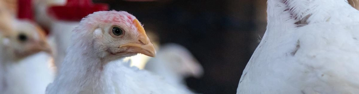 ¿Enfermedad de Marek? No en nuestros gallineros | Boehringer Ingelheim MX